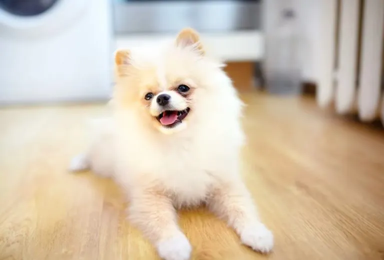 Hunderasse Spitz: 8 Eigenschaften und Erziehungstipps