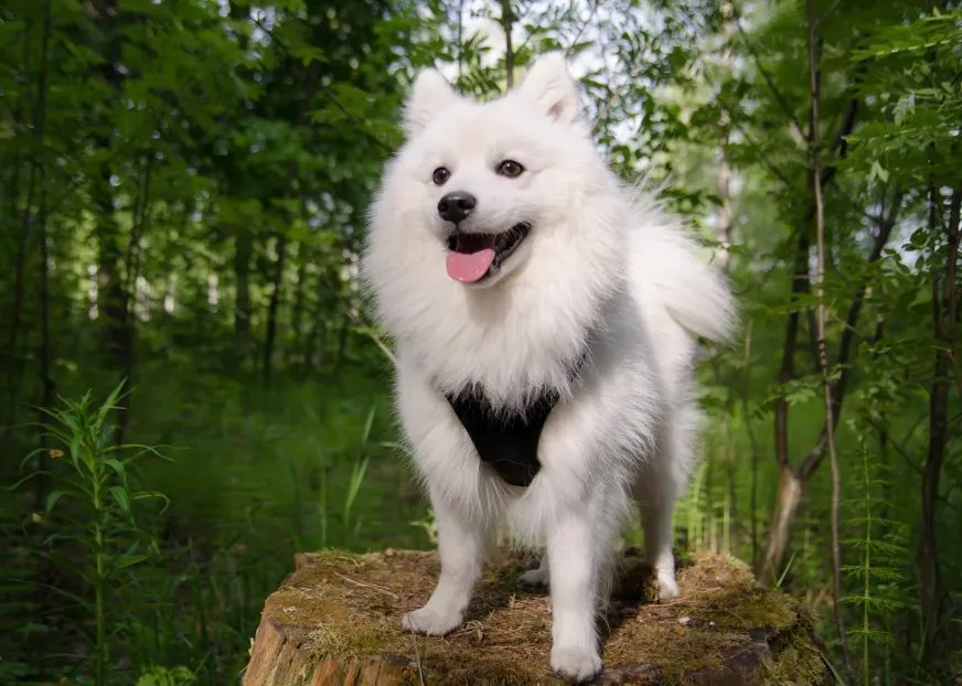 Hunderasse Spitz: 8 Eigenschaften und Erziehungstipps